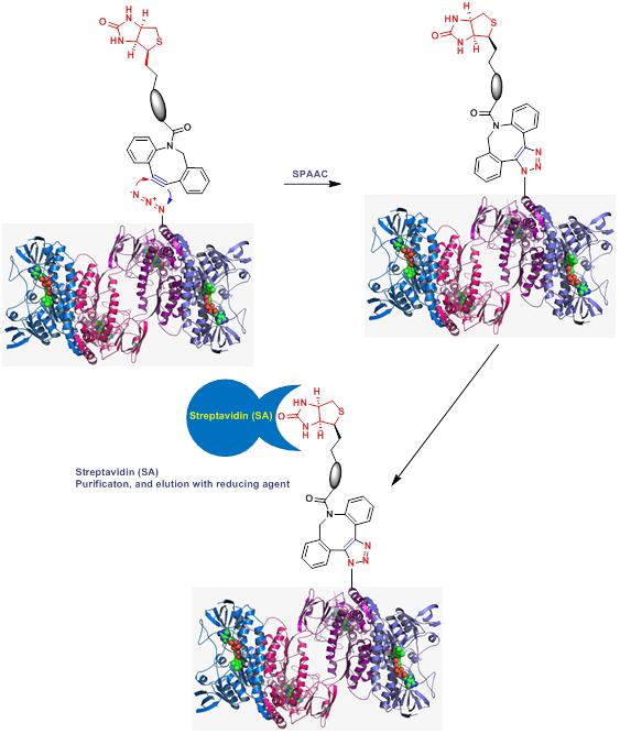 二苯并环辛炔 (DBCO) | 西安点化生物科技有限公司（原成都栢尔康）